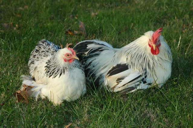 2 hens Bantam Columbian Cochins pu PA /deliver NE Chickenstock $20 e | BackYard Chickens - Learn ...
