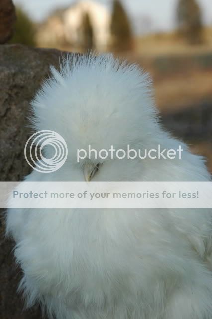 streamers on silkies ? | BackYard Chickens - Learn How to Raise Chickens